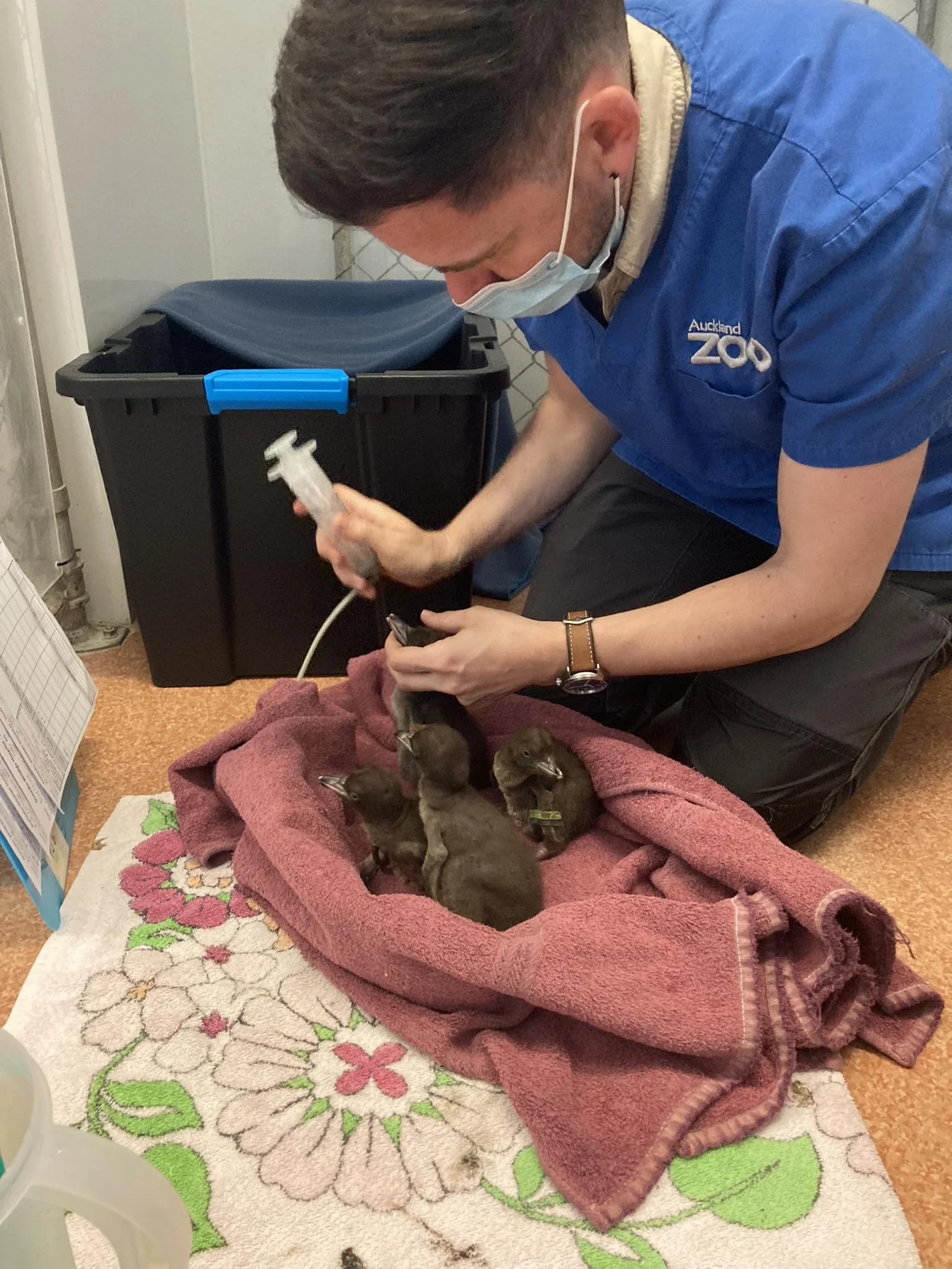 On Track for a Record Hoiho Chick Season — The Wildlife Hospital