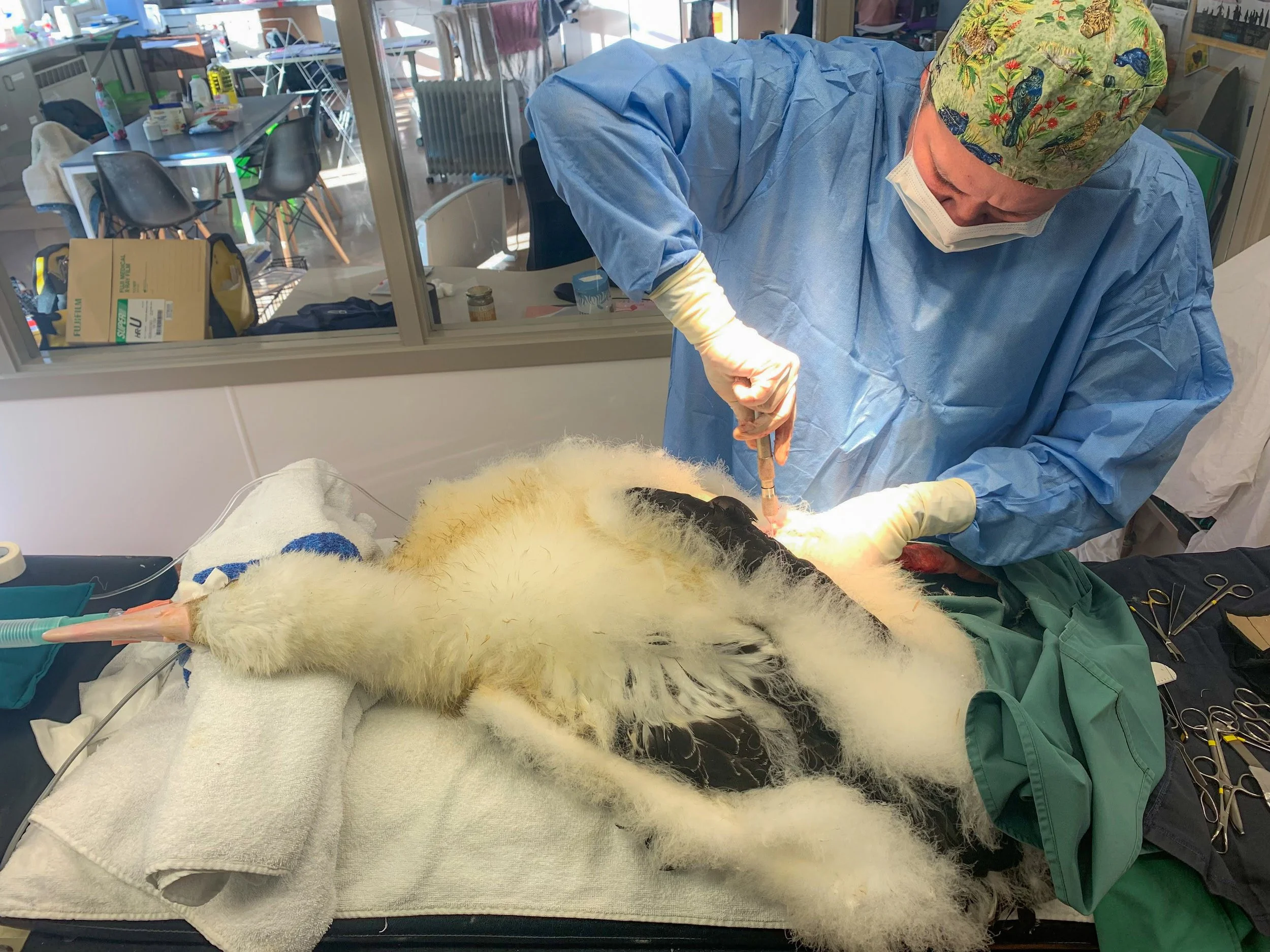 The Wildlife Hospital