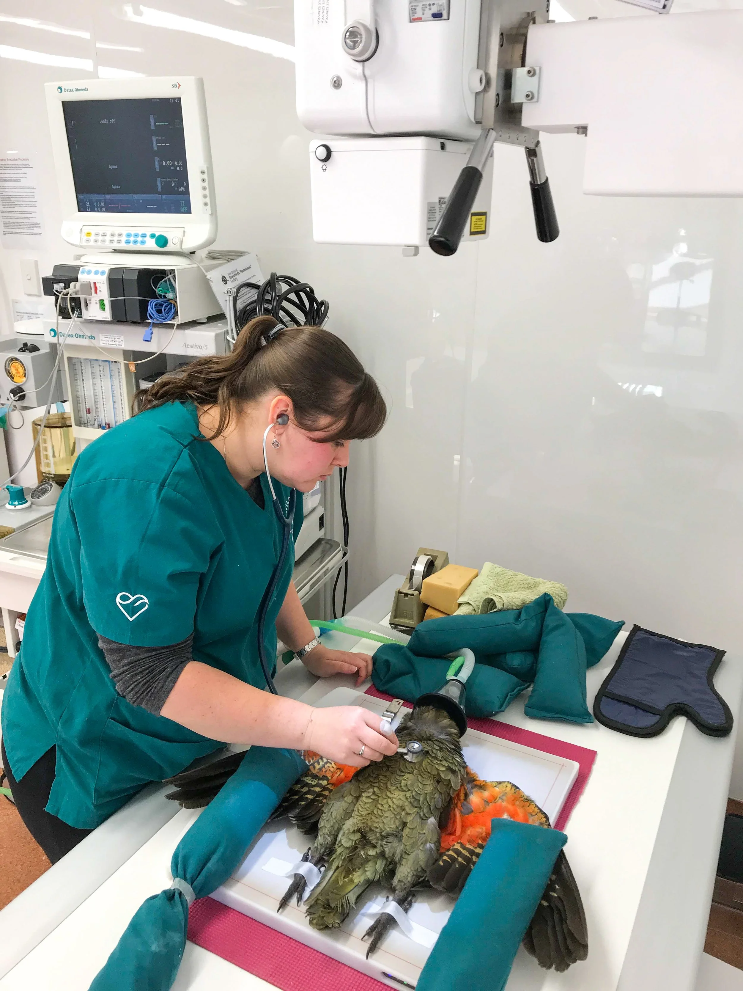 The Wildlife Hospital