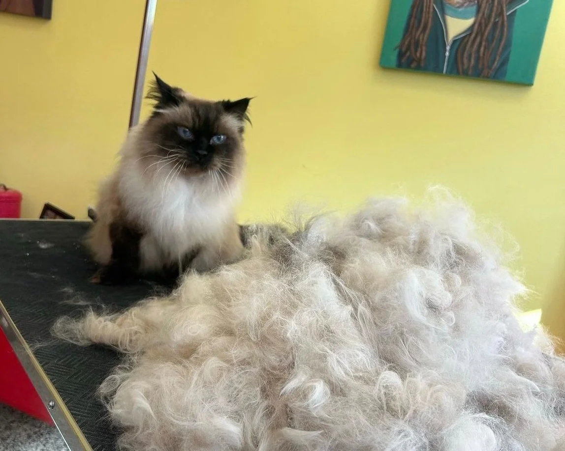 Cat Grooming in Vancouver — Paw Prints Grooming Salon