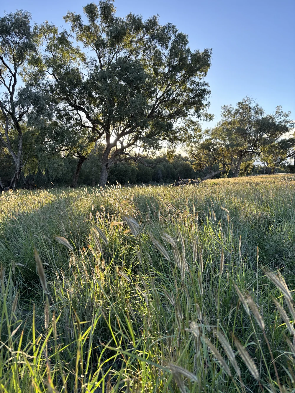 General 5 — Tarrawingee Farm Moree NSW 2400