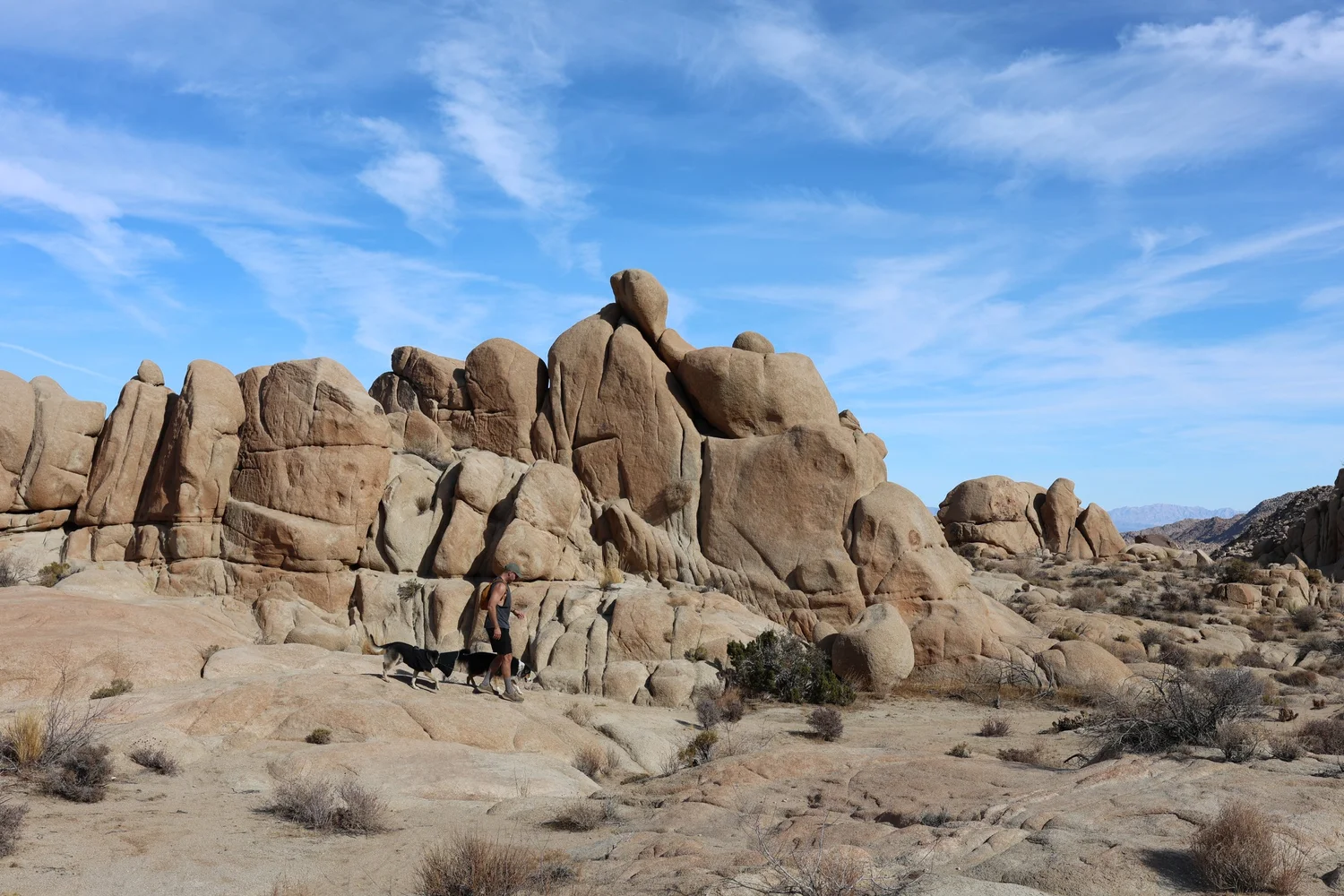 Dog-Friendly Things to Do in Joshua Tree — STAY WITH TERRA