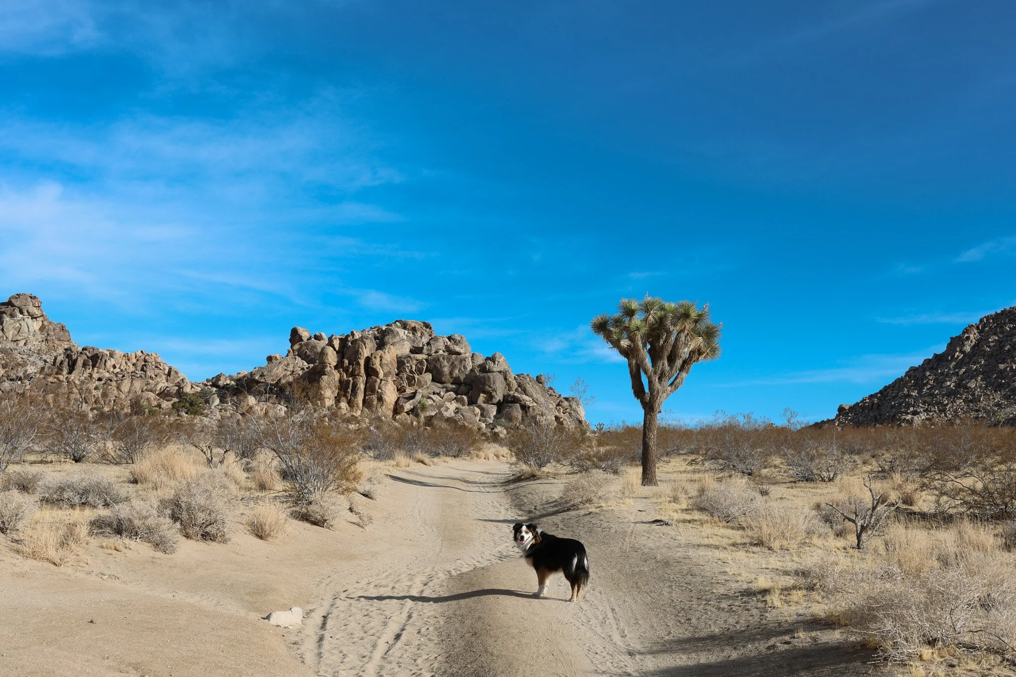 Dog-Friendly Things to Do in Joshua Tree — STAY WITH TERRA