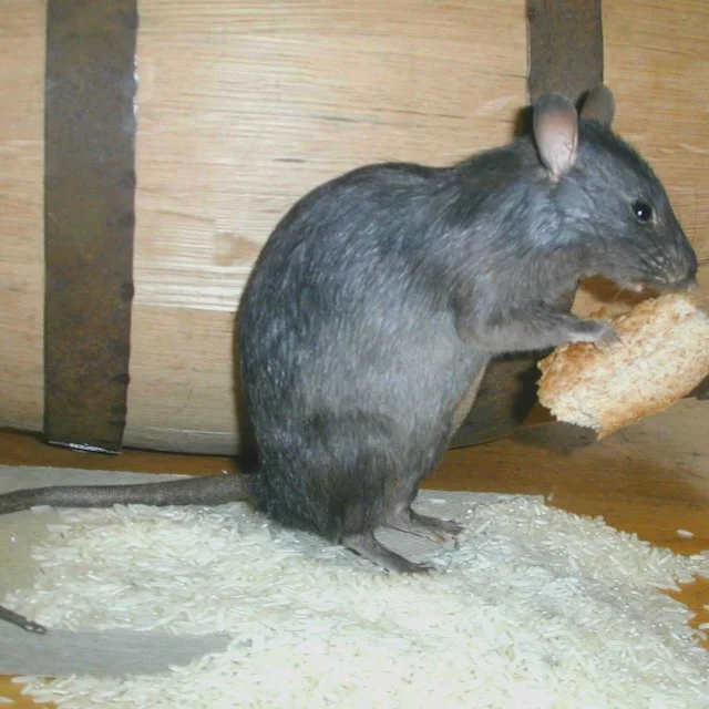 Replica Food & Taxidermy — Replicawarehouse