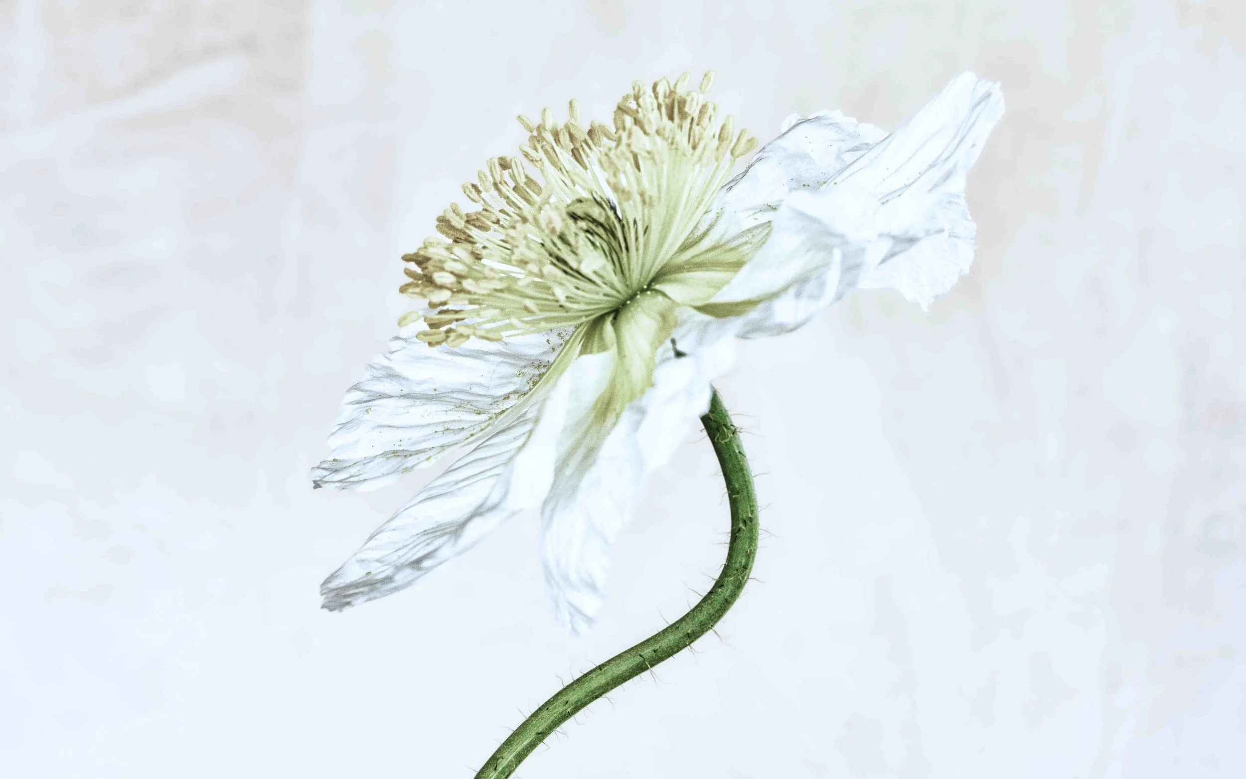 Lisa Pearlman Photography