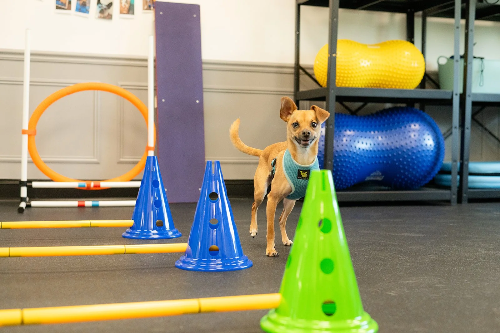 Tour the Practice | Monmouth County, NJ — The Doggy Gym