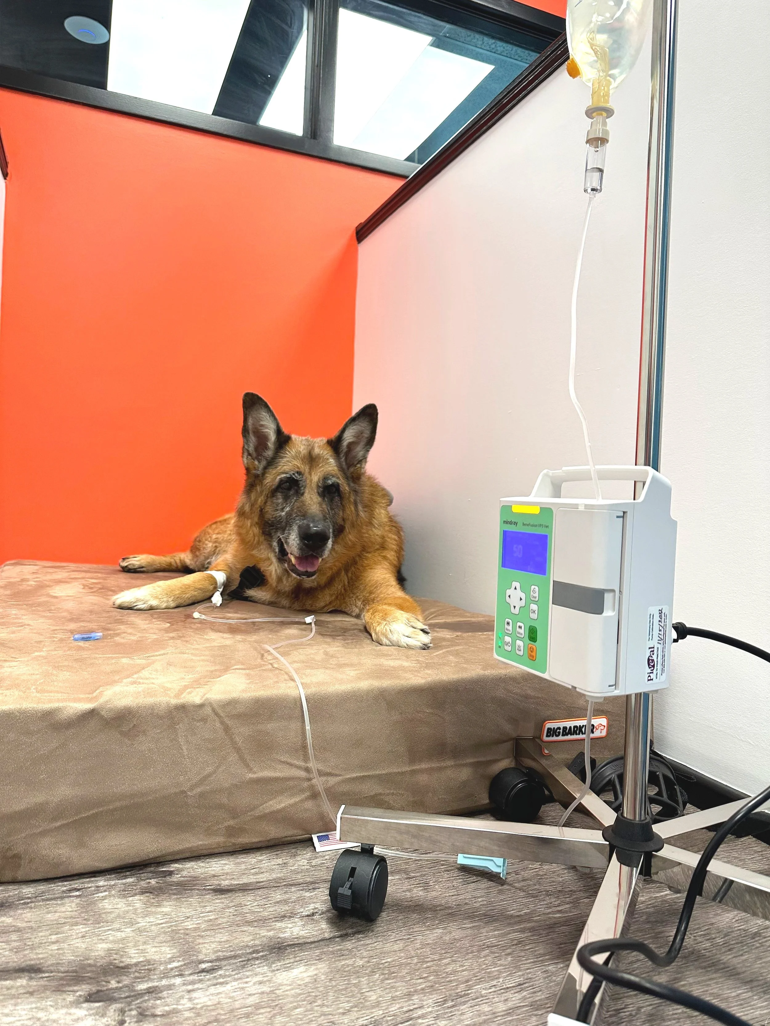 Veterinary Pain Management | Monmouth County, NJ — The Doggy Gym