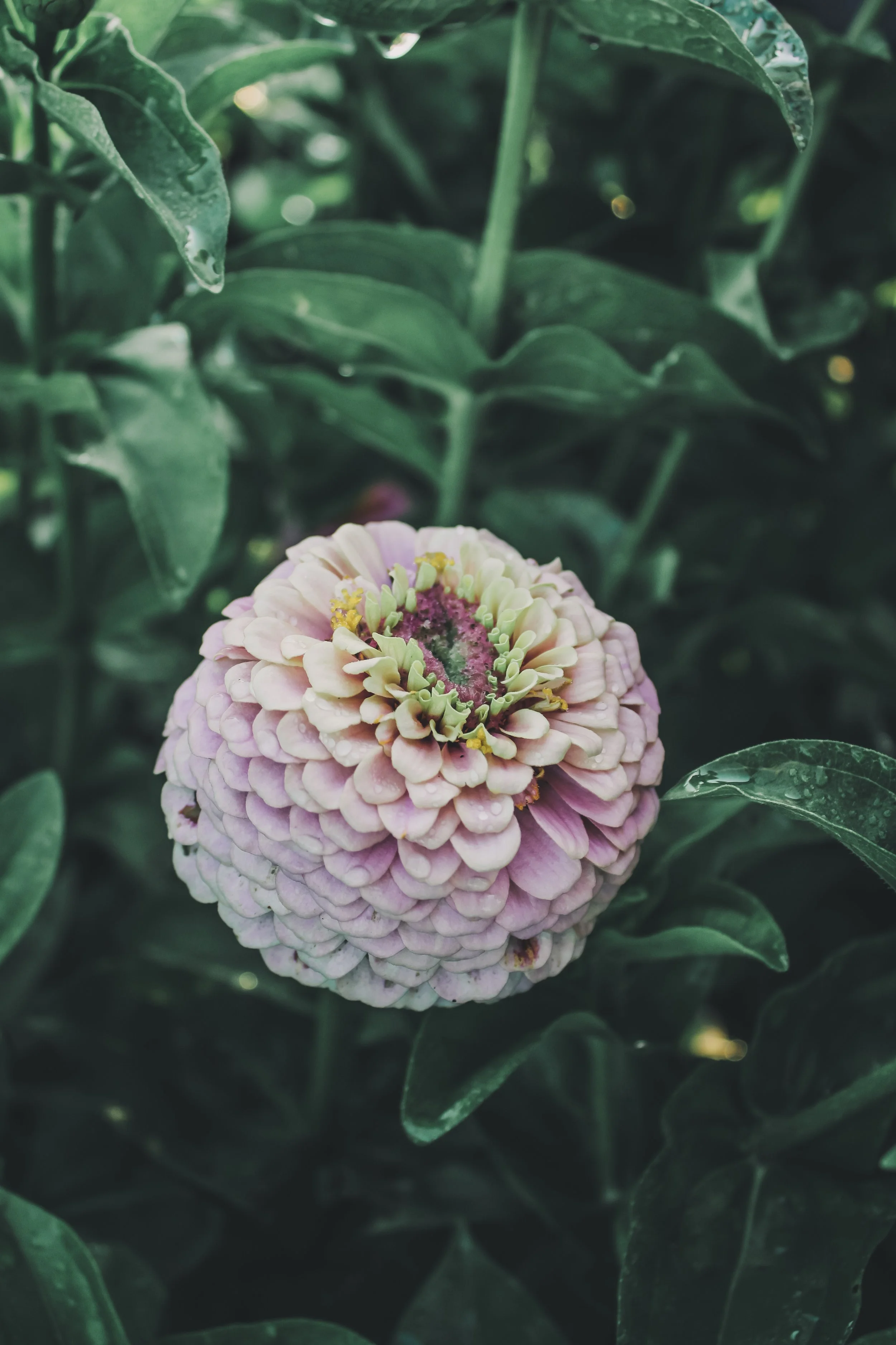 Specialty Zinnias — Basket of Flowers Farm