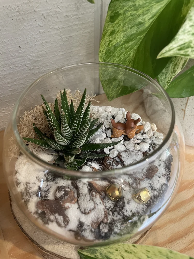 Shop — Modern Terrarium Bar
