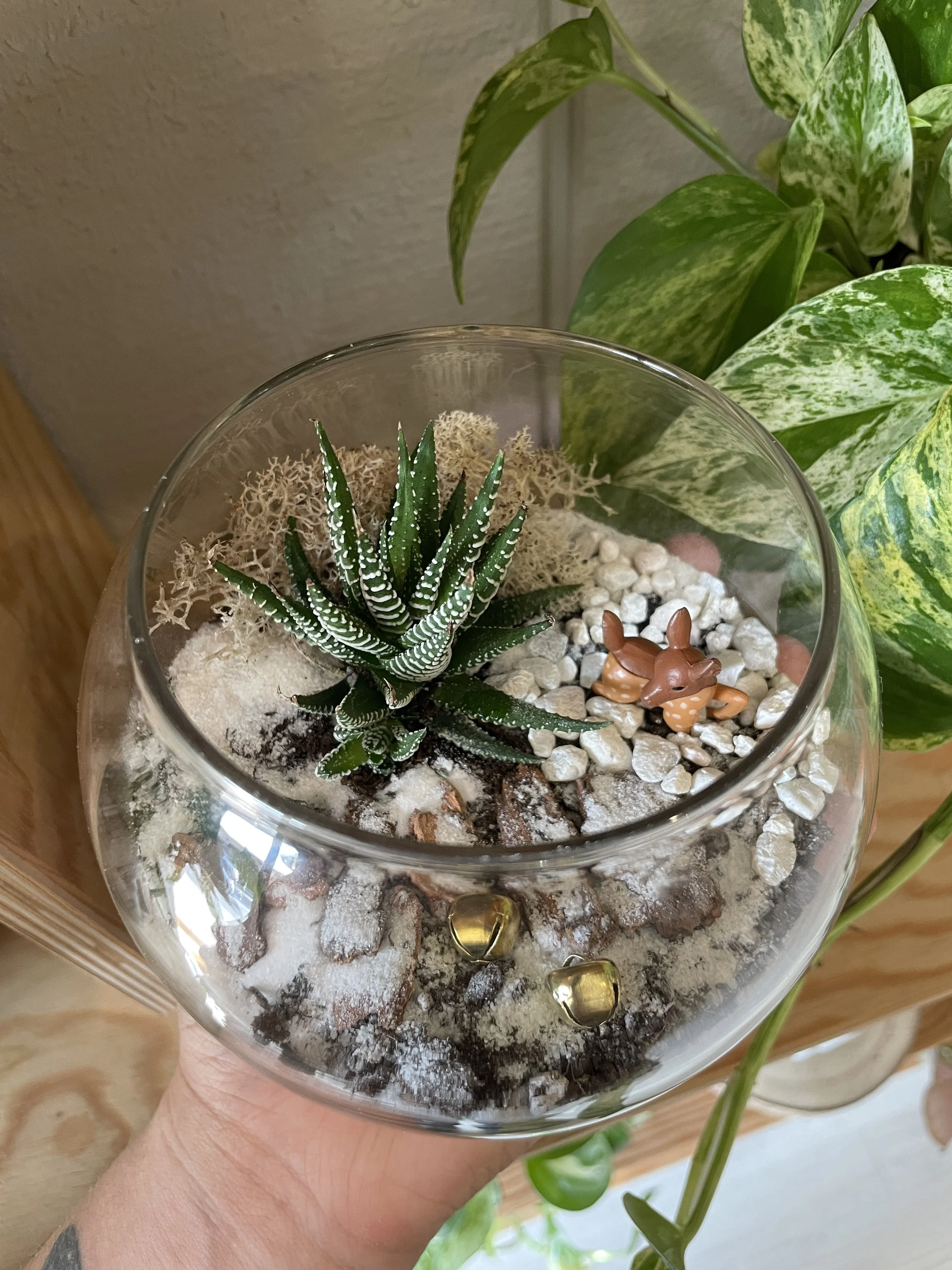 Shop — Modern Terrarium Bar