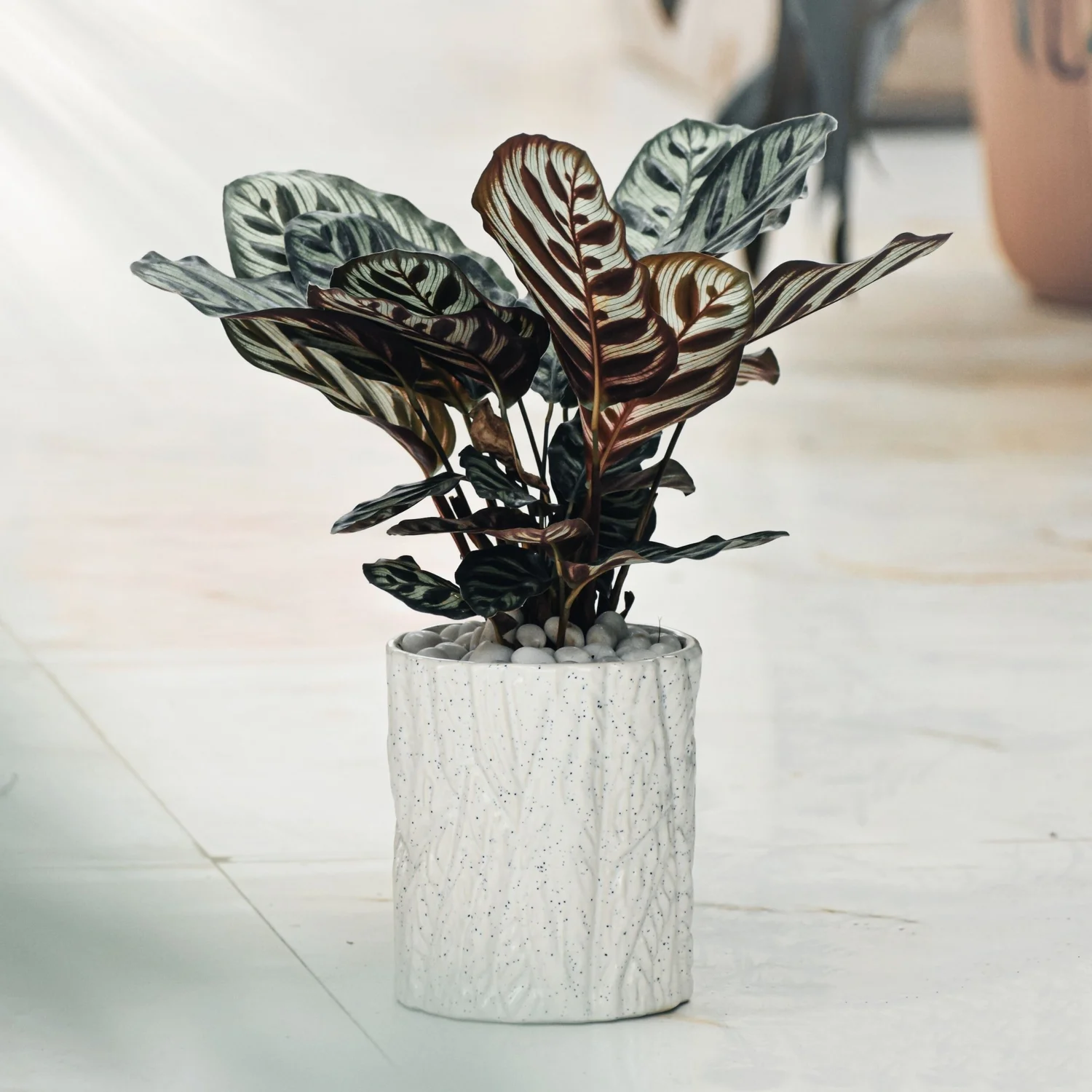 Plant Care — Modern Terrarium Bar