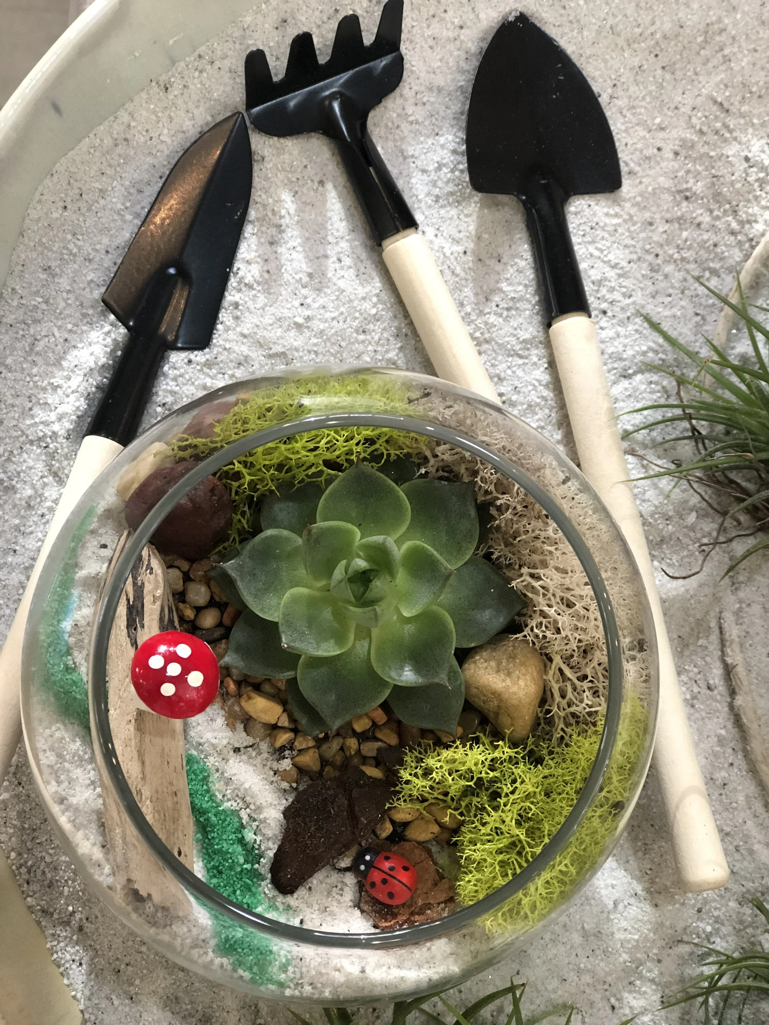 Shop — Modern Terrarium Bar