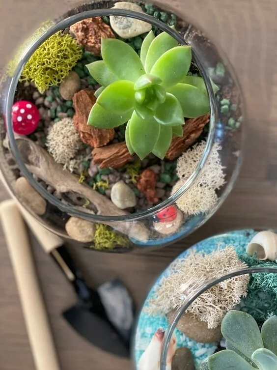 Shop — Modern Terrarium Bar