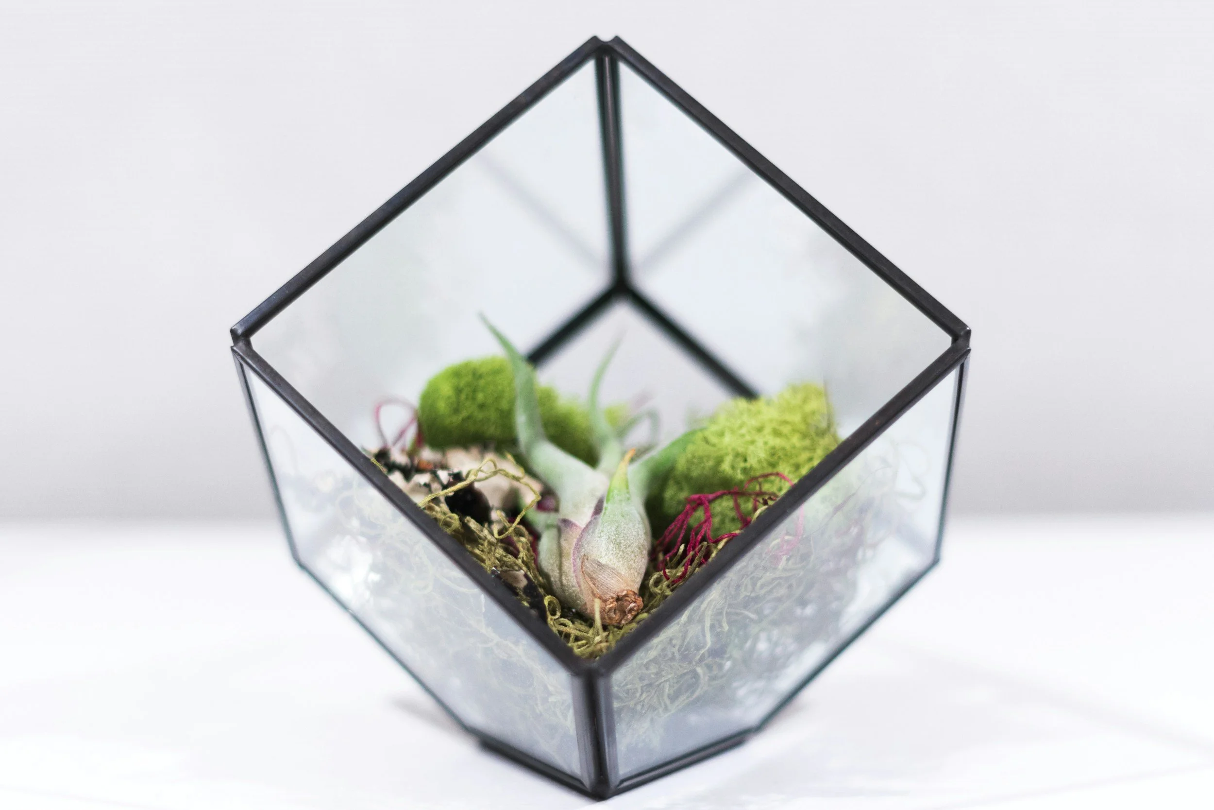 DIY Terrarium Bar — Modern Terrarium Bar
