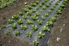 Preparing for Winter: A guide to Closing Your Garden for the Season ...