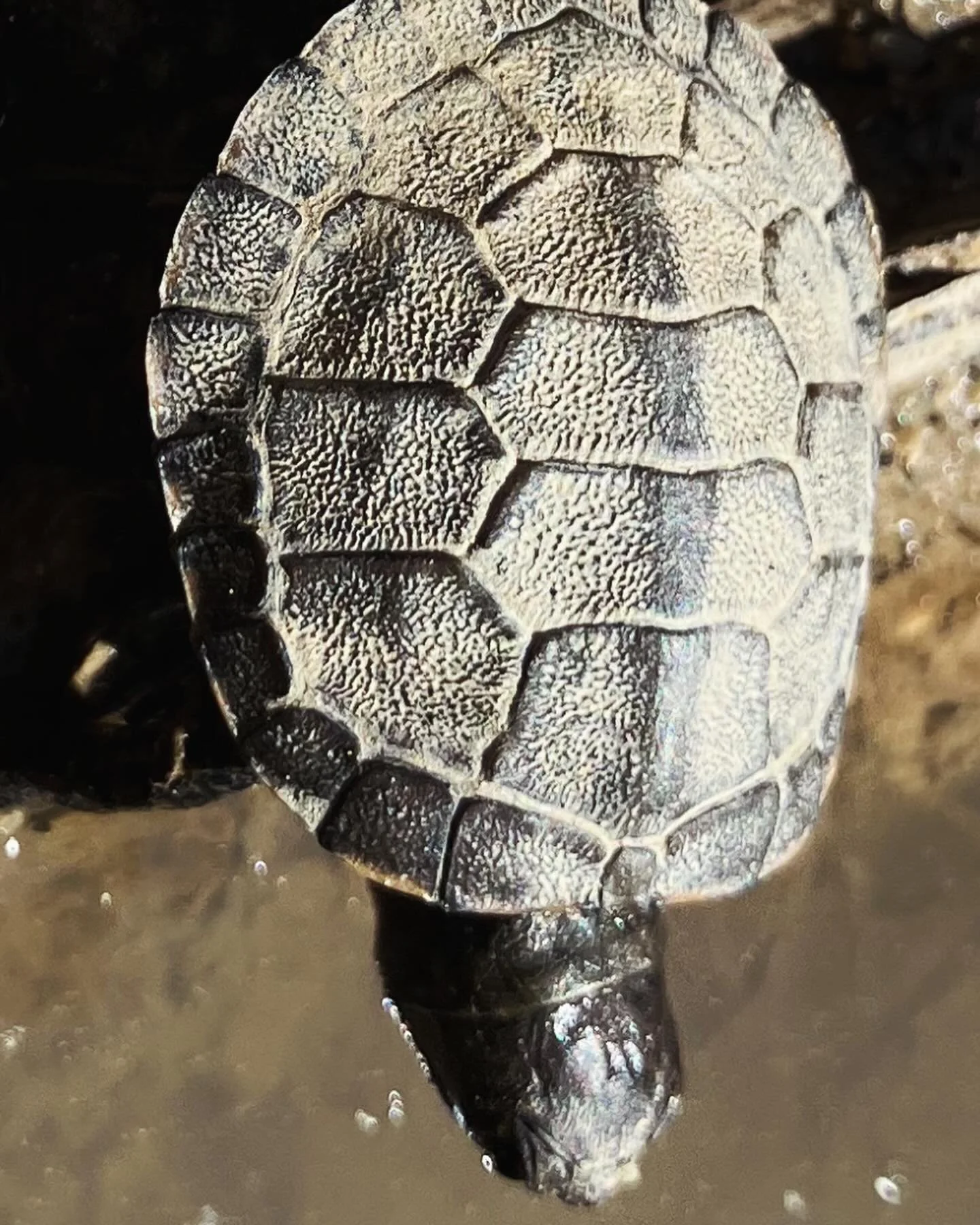 4 Elements Earth Education