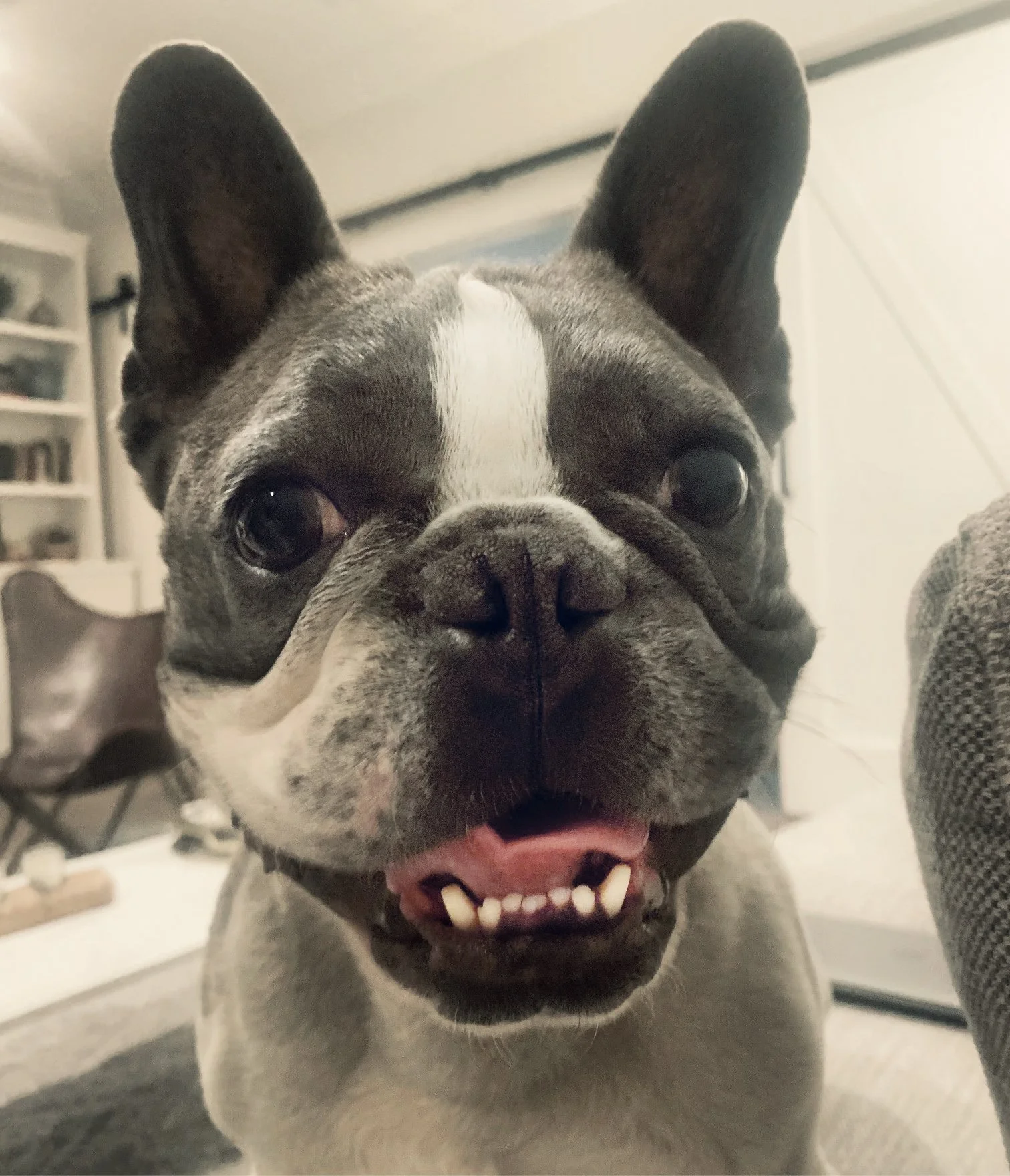 Contact — Pith & Pixie Dust