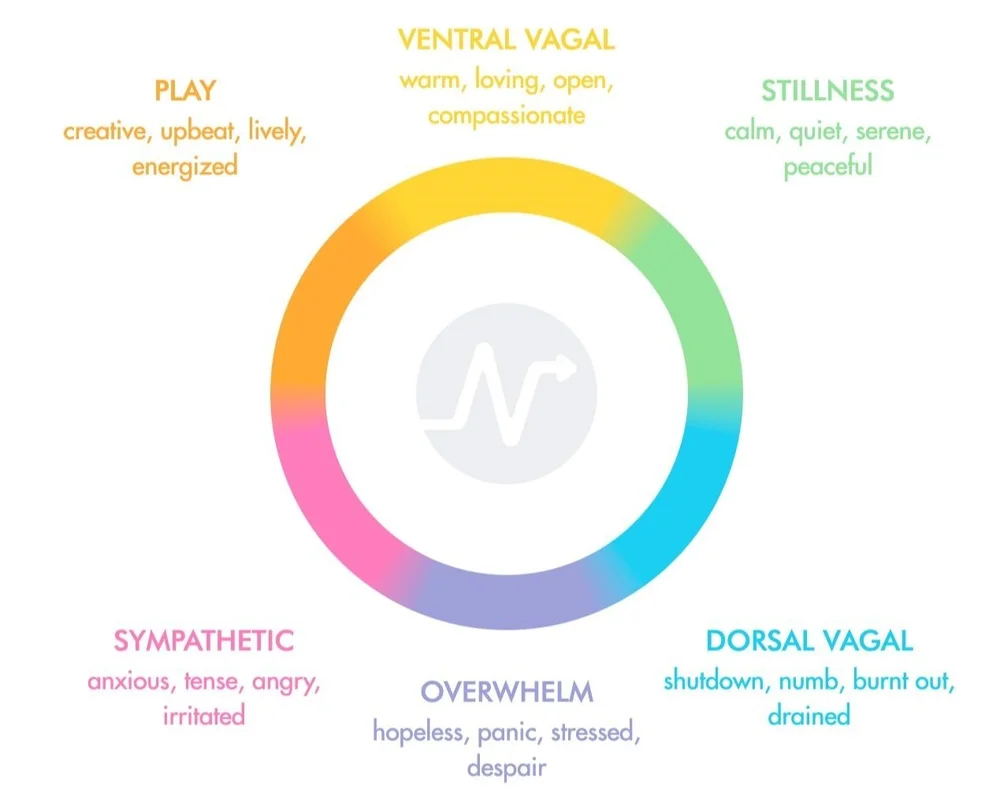 How to Become a Certified Nervous System Coach — NEUROFIT