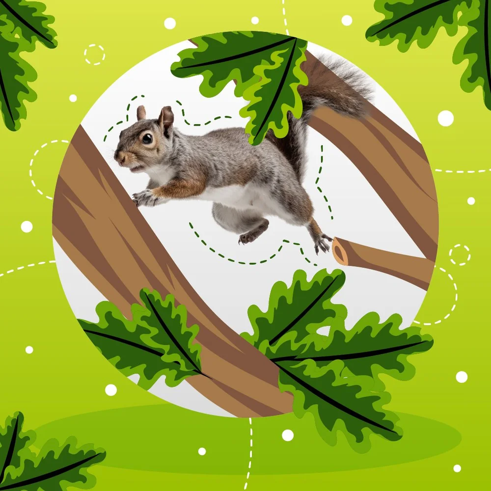 Interesting Facts About Squirrels | Where Do Squirrels Live — American ...