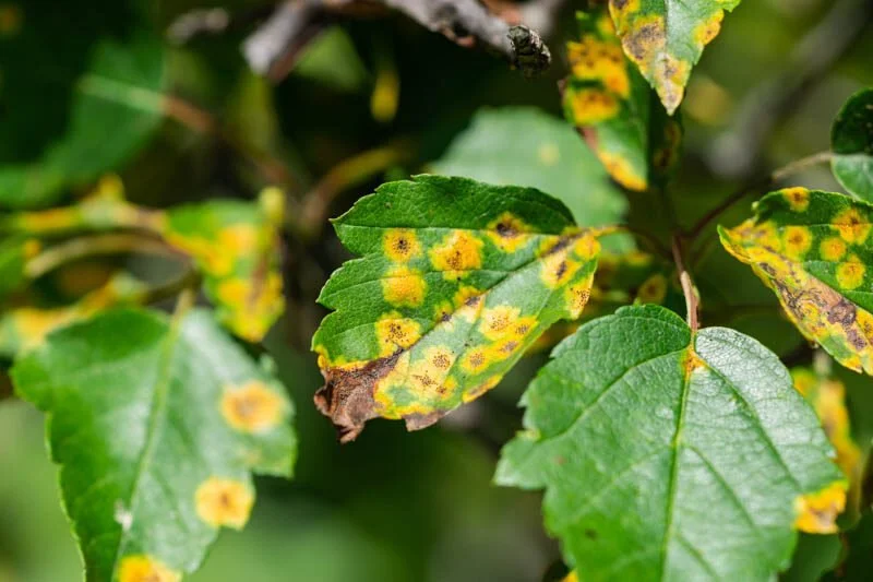 What Is Leaf Rust — American Arborist