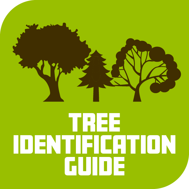 Tree Types | Identifying Trees | Omaha Tree Types | Types of Trees in ...