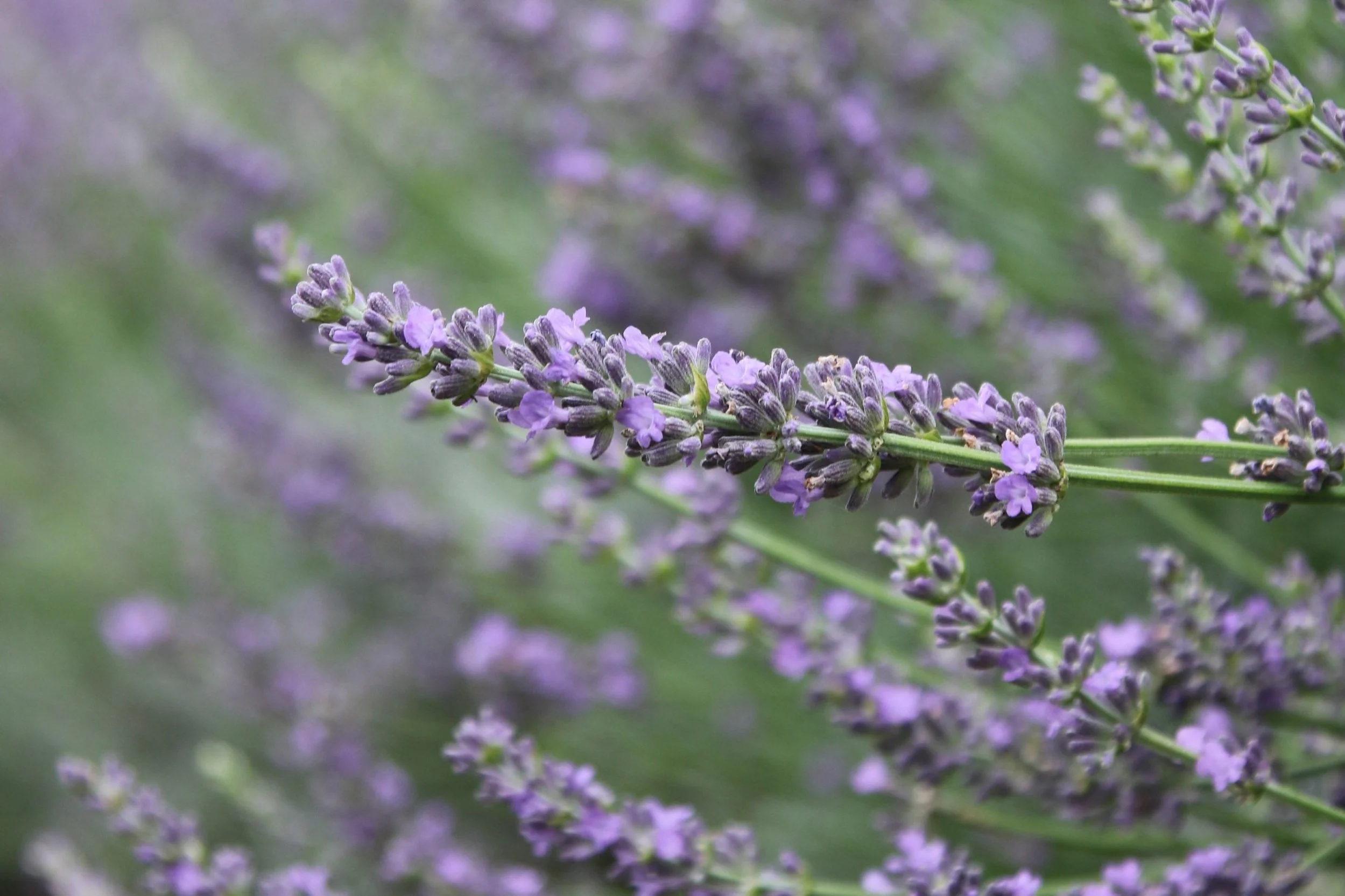 Shop — Leven K Farm