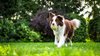 Corbridge Dog Field