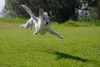 Pricing — Corbridge Dog Field