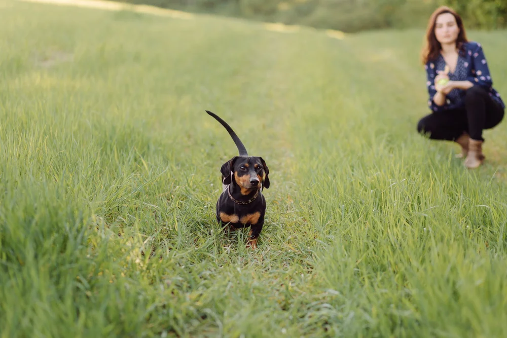 Contact — Corbridge Dog Field