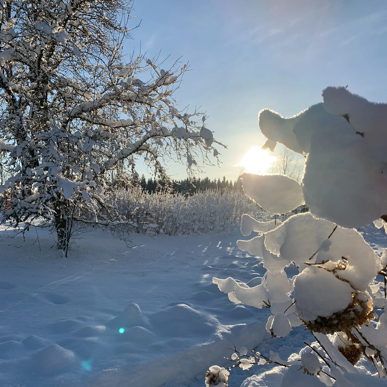 Luktärter och övervintrade sommarblommor | Spira Trädgårdsdesign
