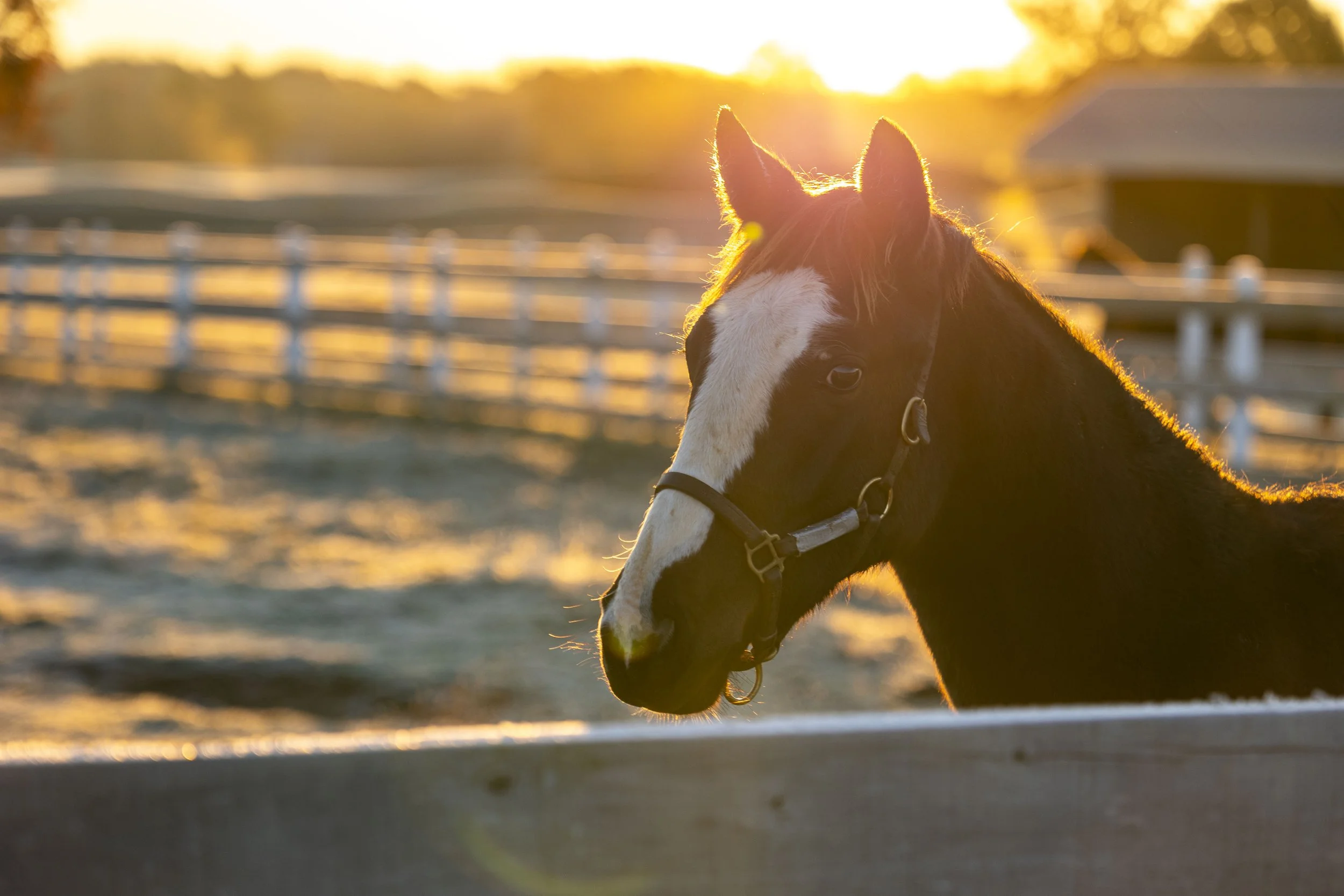 Luxury Equestrian Experience at Synergy Stables | Colts Neck, NJ
