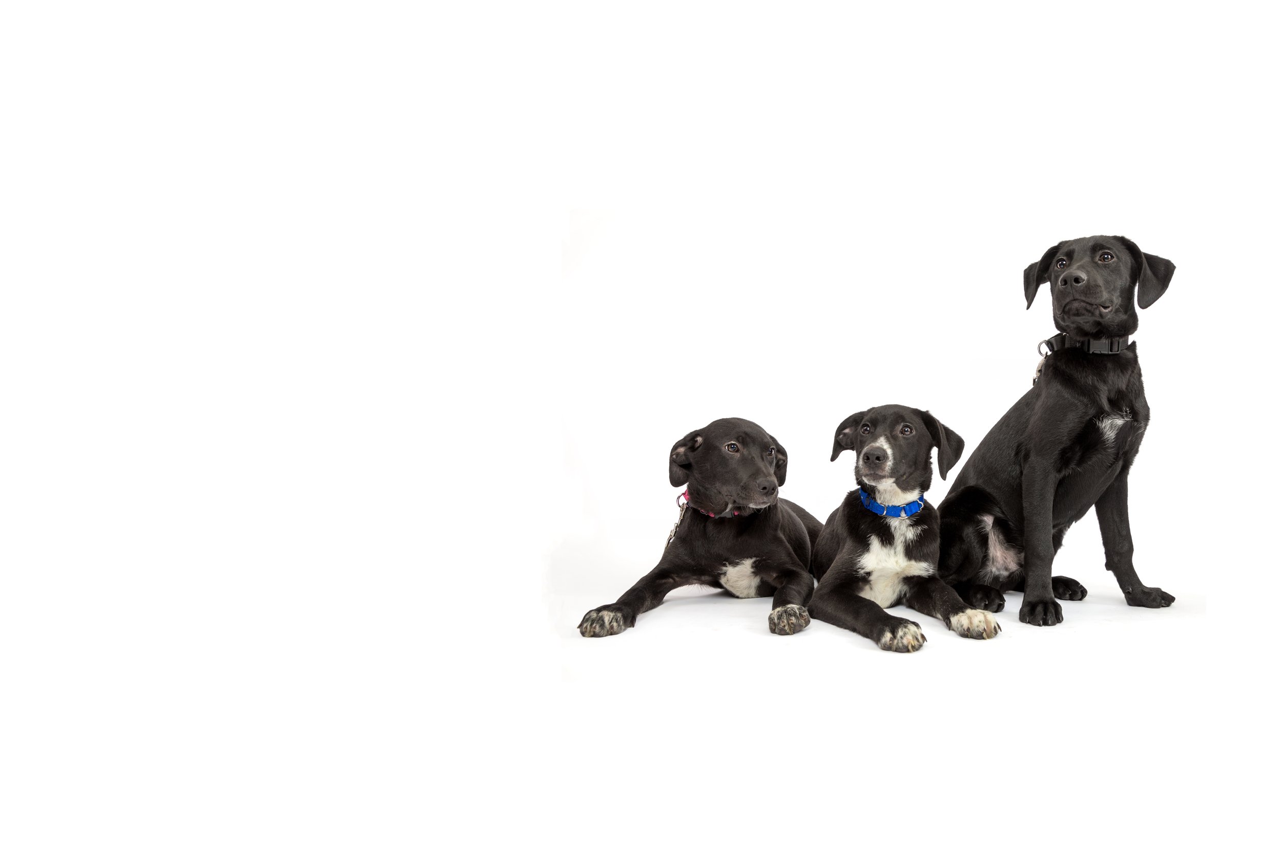 Stray Animal Adoption Program