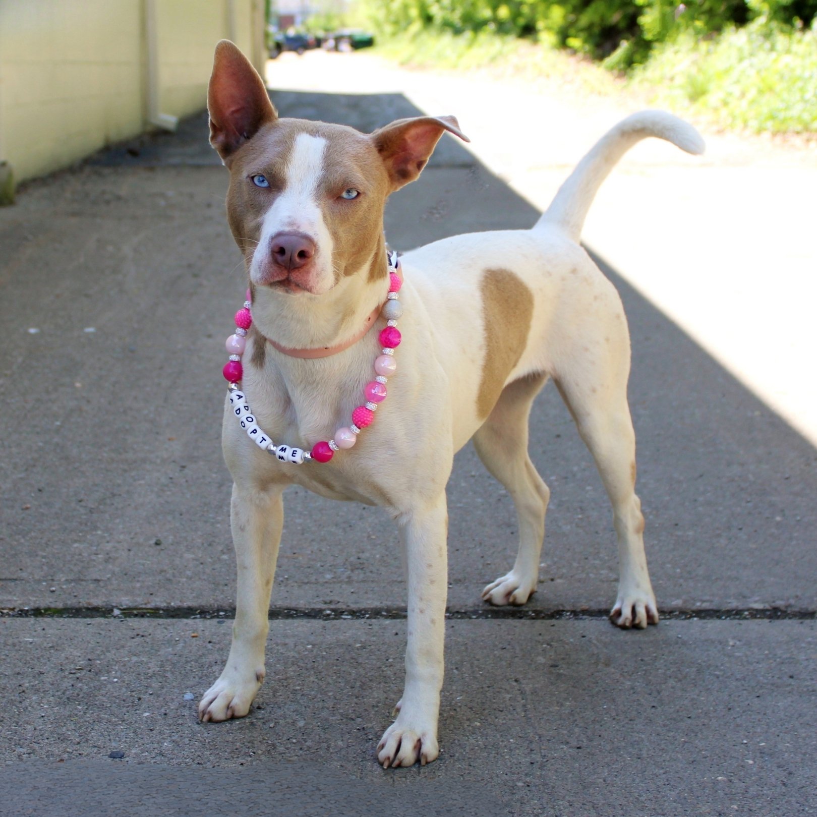 Adoptable Dogs — Stray Animal Adoption Program