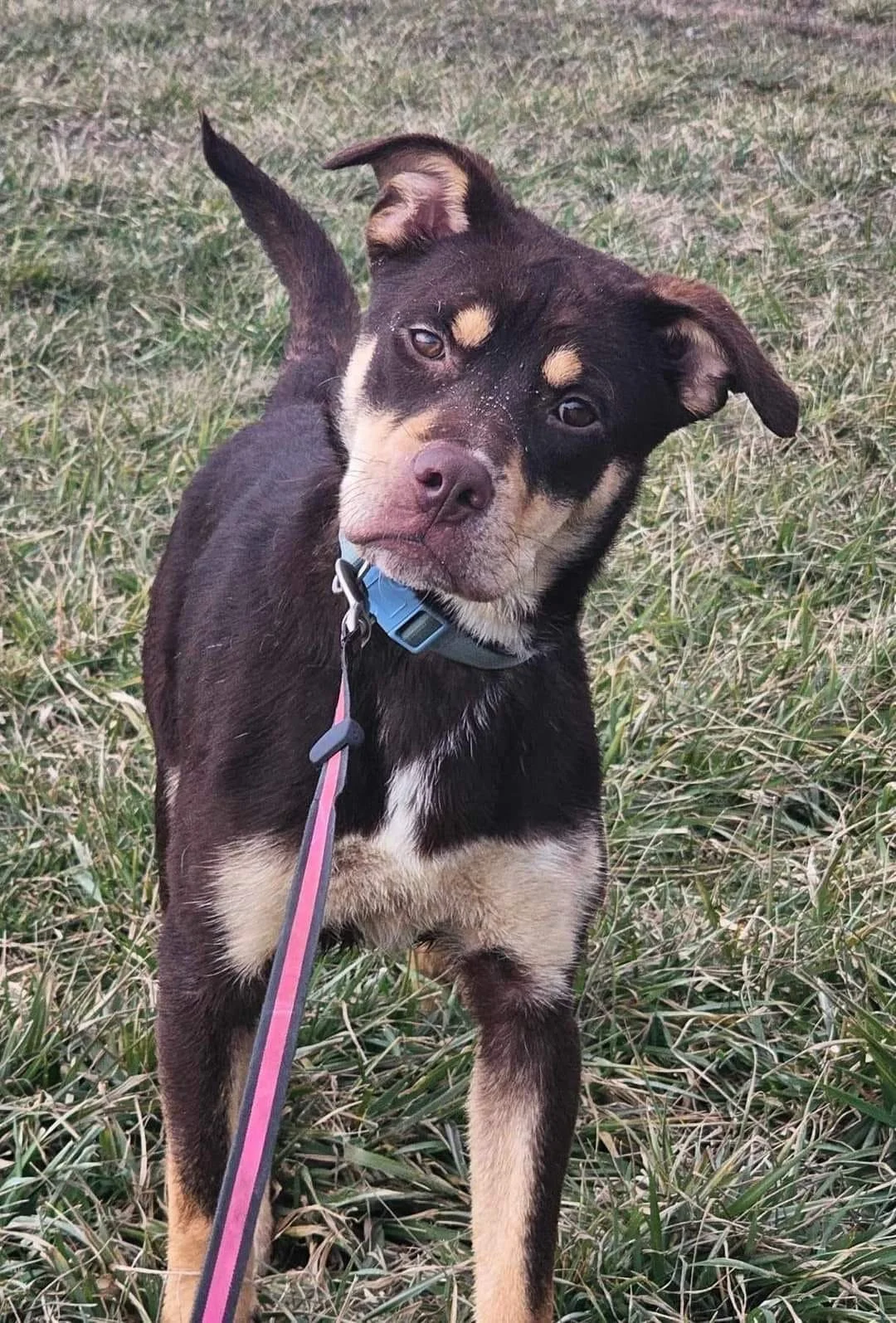 Stray Animal Adoption Program