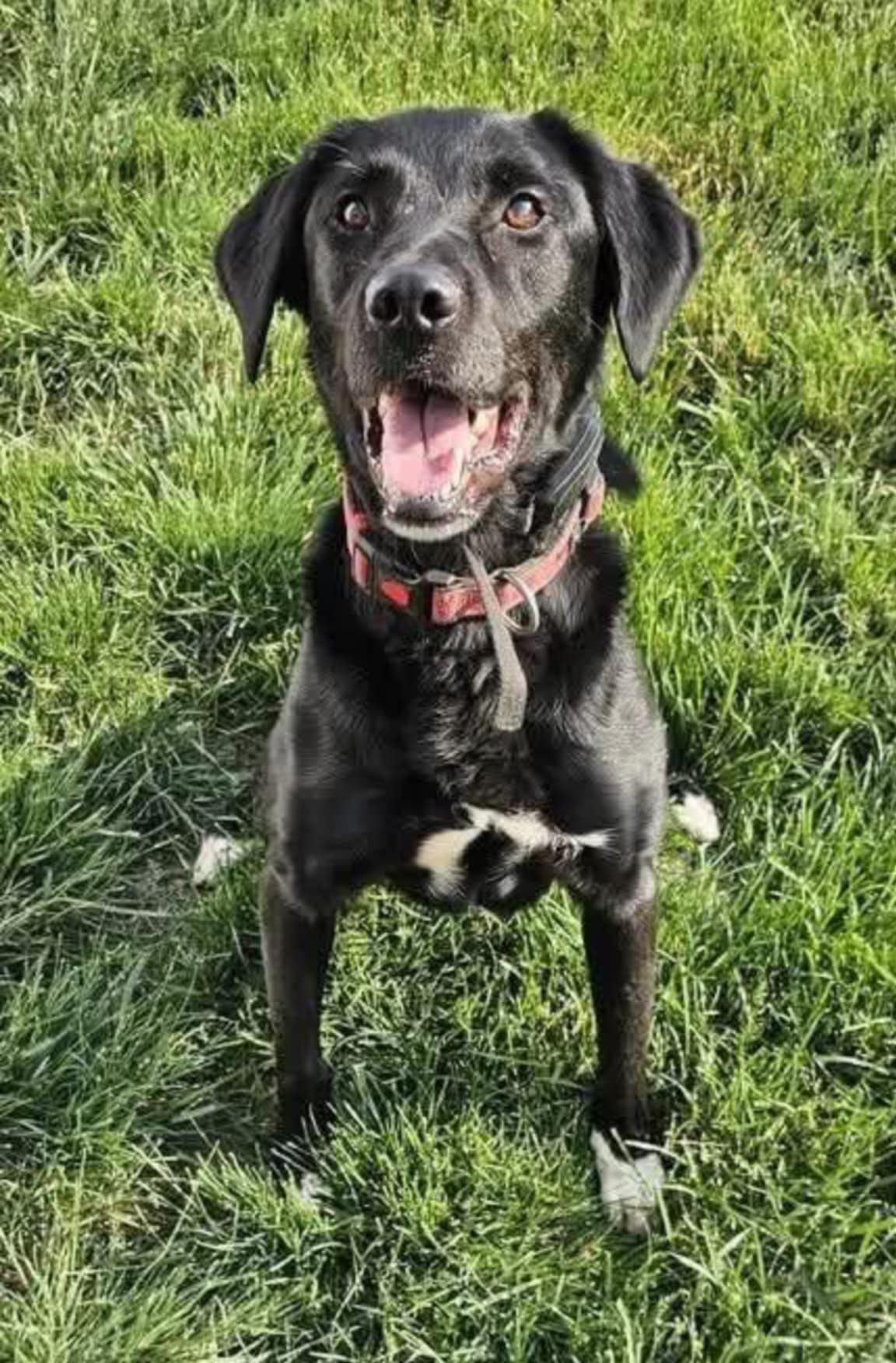 Adoptable Dogs — Stray Animal Adoption Program