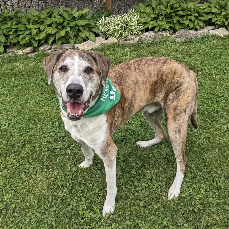 Adoptable Dogs — Stray Animal Adoption Program