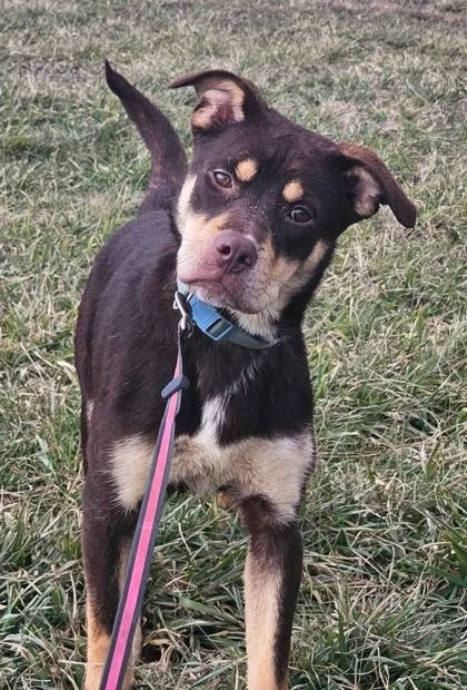 Adoptable Dogs — Stray Animal Adoption Program