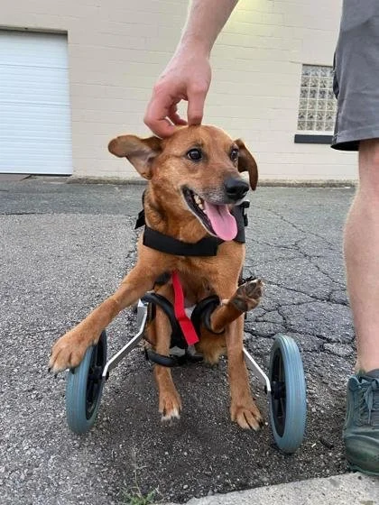 Our Mission — Stray Animal Adoption Program