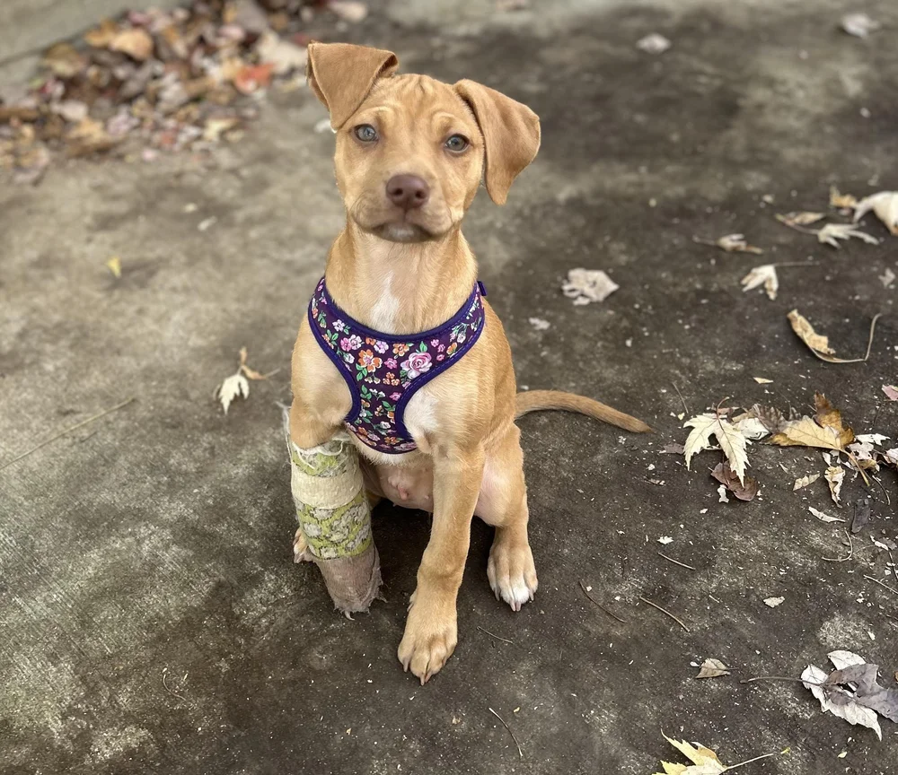 Our Mission — Stray Animal Adoption Program