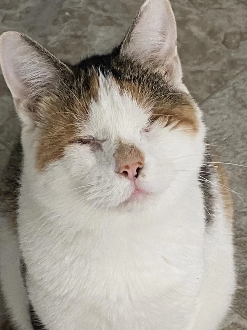 Our Mission — Stray Animal Adoption Program