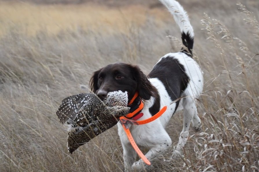 Online Trained Retrieve Course Open Now! — Iron Oak Dog Co.