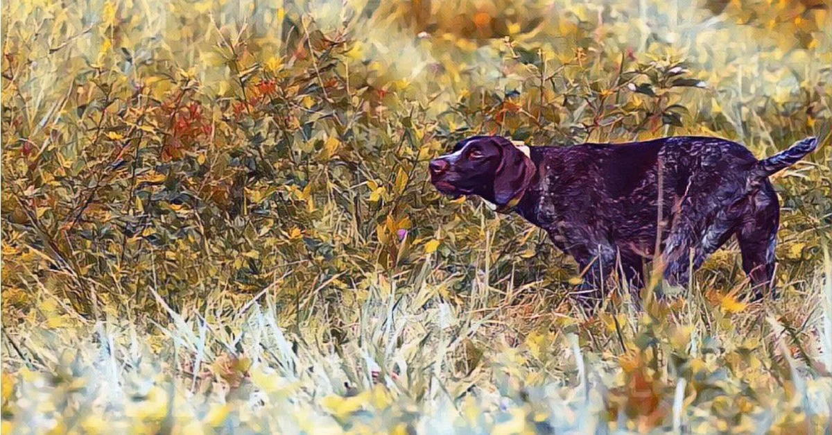 About | About Us — Iron Oak Dog Co.