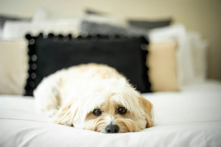 Adopt — Little Dog Rescue