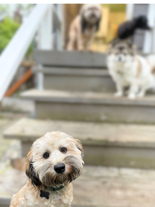 Little Dog Rescue