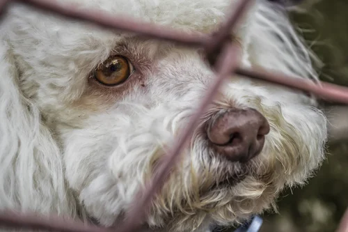 Little Dog Rescue