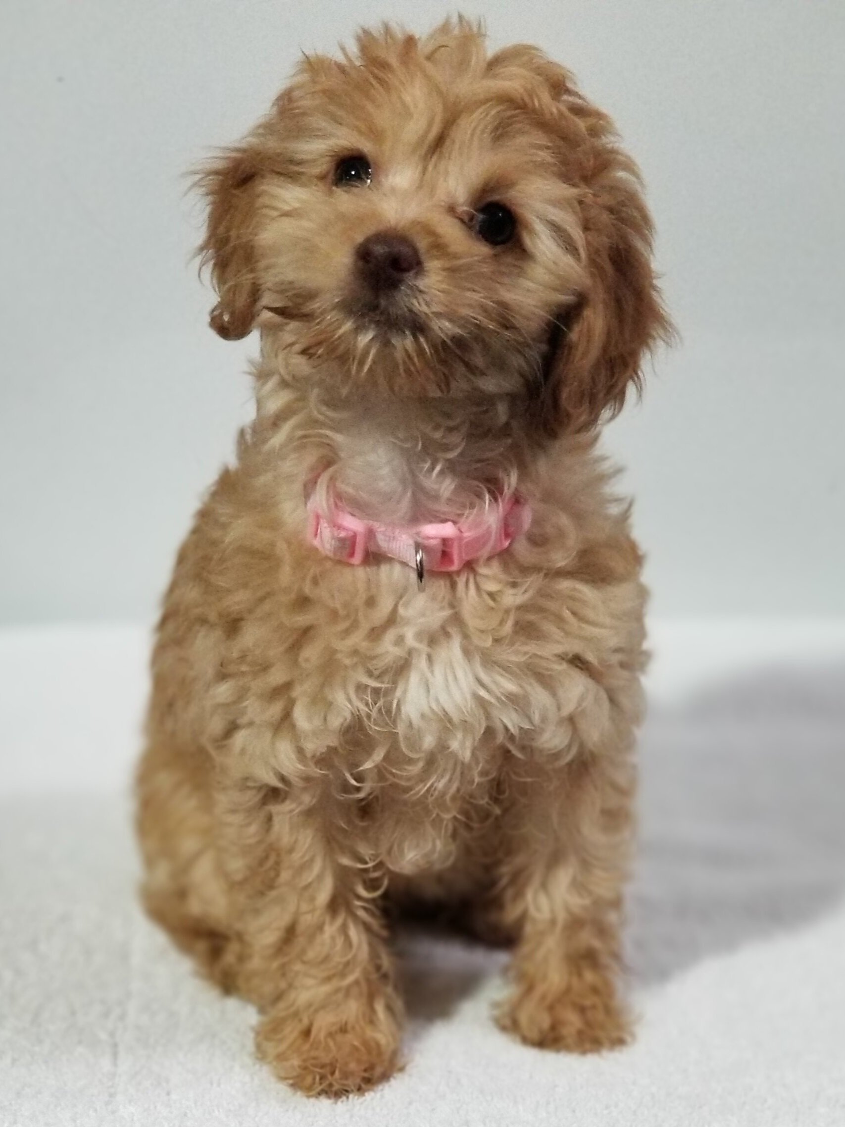 Adopt a Dog — Little Dog Rescue