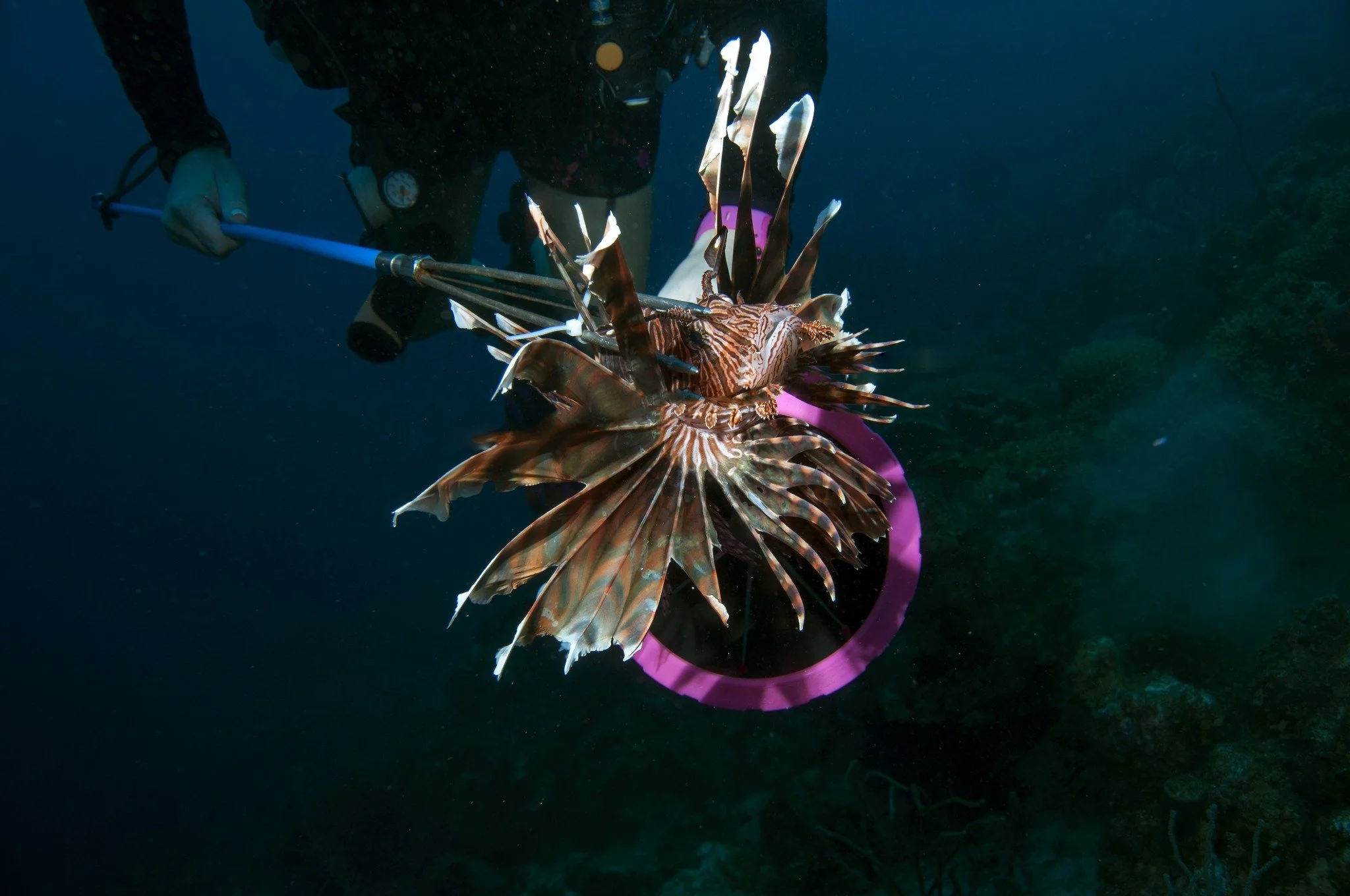 Lionfish Caribbean * Protect the reef * Lionfish jewelry * Lionfish ...