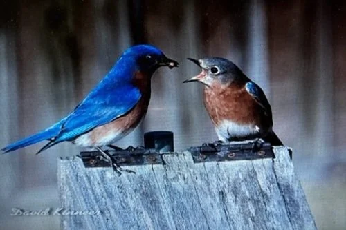 North Carolina Bluebird Society