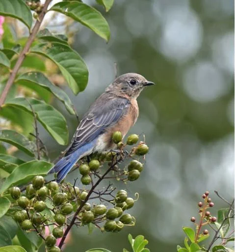 Food — North Carolina Bluebird Society