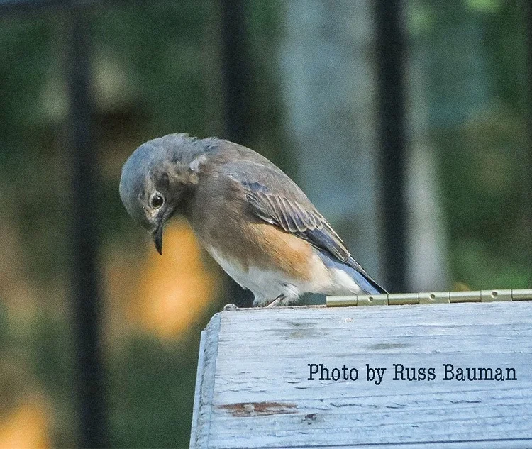 Food — North Carolina Bluebird Society